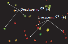 Sperm Reactive Oxygen Species DHE Staining Kit For ROS Flow Cytometry