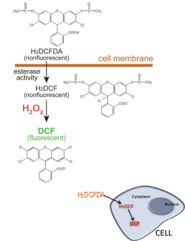 DCFH-DA Staining Flow Cytometry Kits Male Fertility Test Kit For Sperm ...