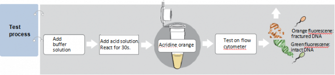 Flow Cytometric Sperm DNA Fragmentation Assay Kit Acridine Orange SCSA ...