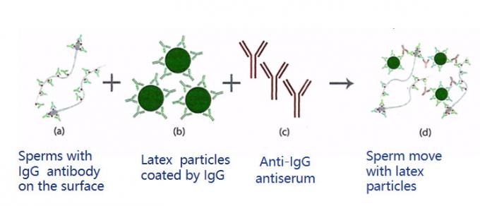 Anti Sperm Antibody IgG Test Kit MAR AsAb For Immunological Infertility